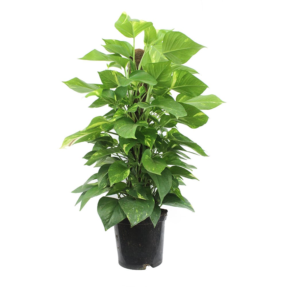 Pothos (Scindapsus Spp) Aurea in Pot 24cm H.120 - Sherries Estates