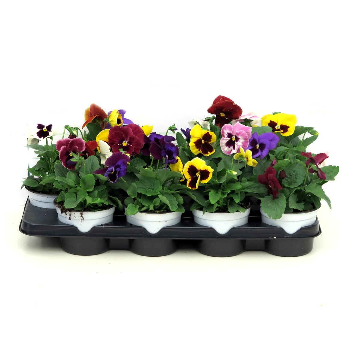 Viola in Pot 12cm - Sherries Estates