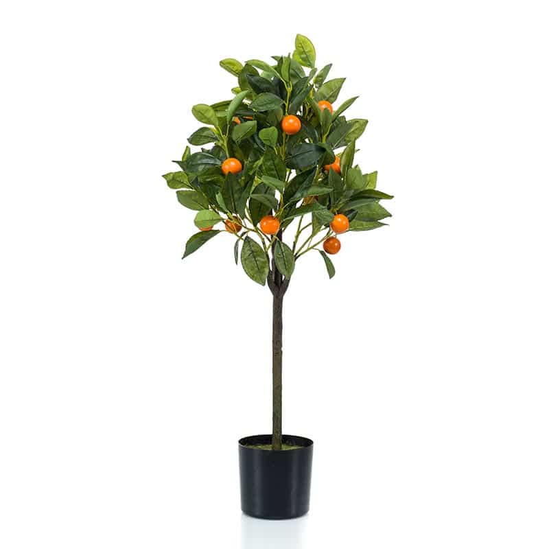 Orange Trees In Pots