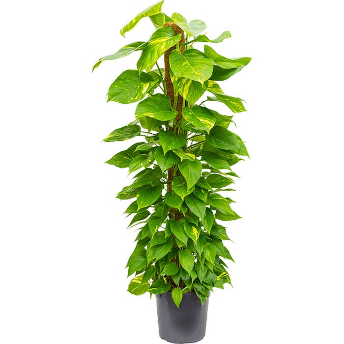 Pothos (Scindapsus Spp) Aurea in Pot 30cm H150cm - Sherries Estates