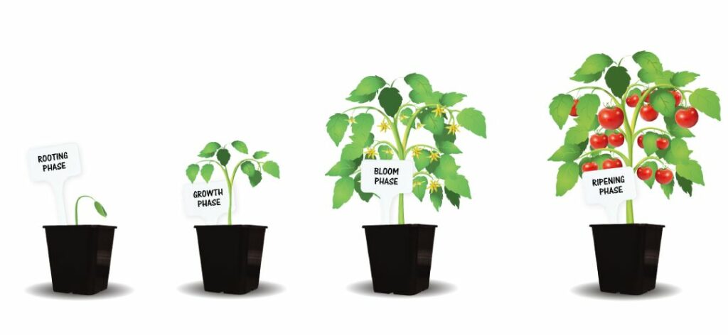 All About Growing from Seeds - Sherries Estates